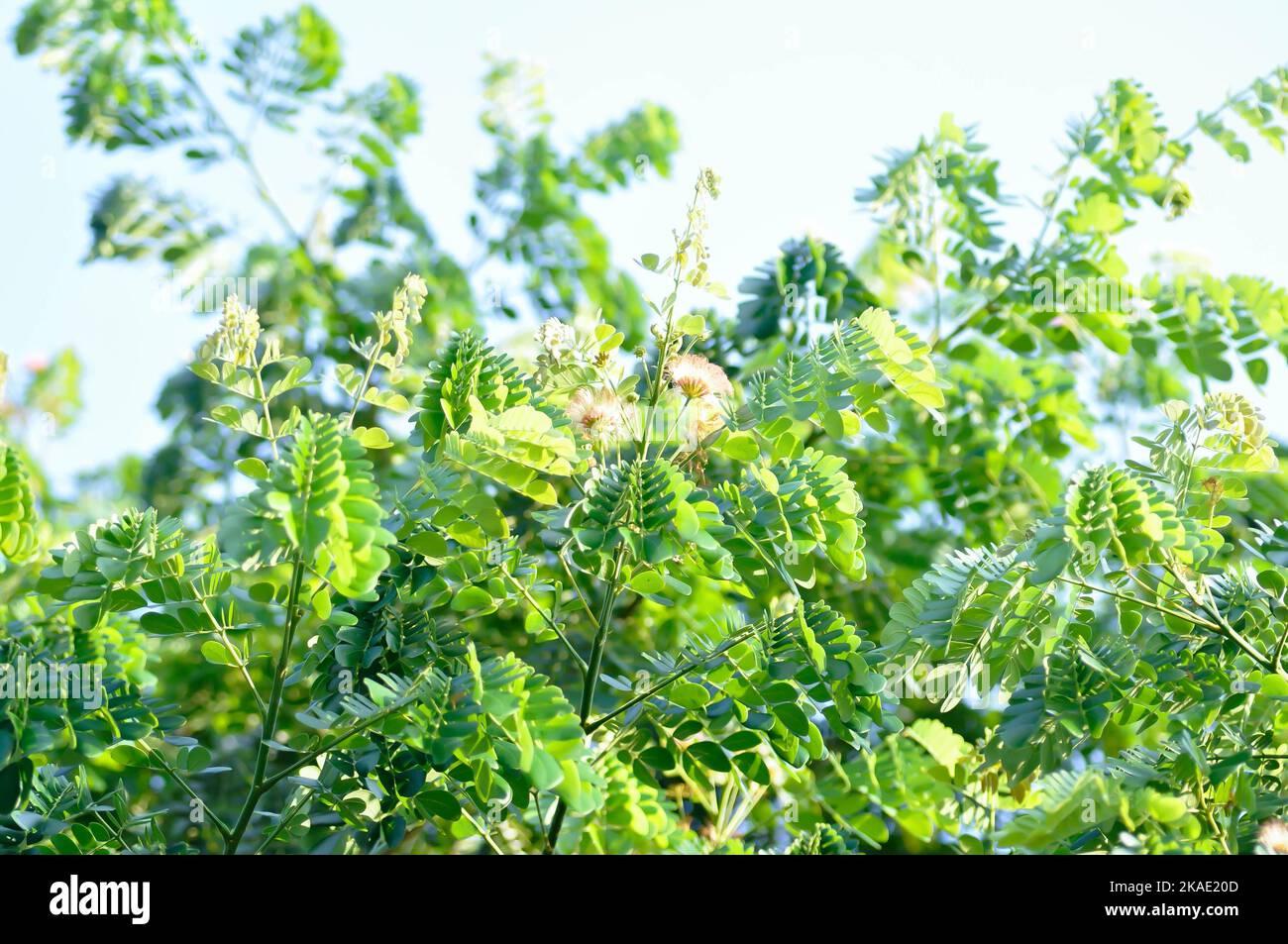 Rain tree or Samanea saman, LEGUMINOSAE MIMOSOIDEAE plant Stock Photo ...