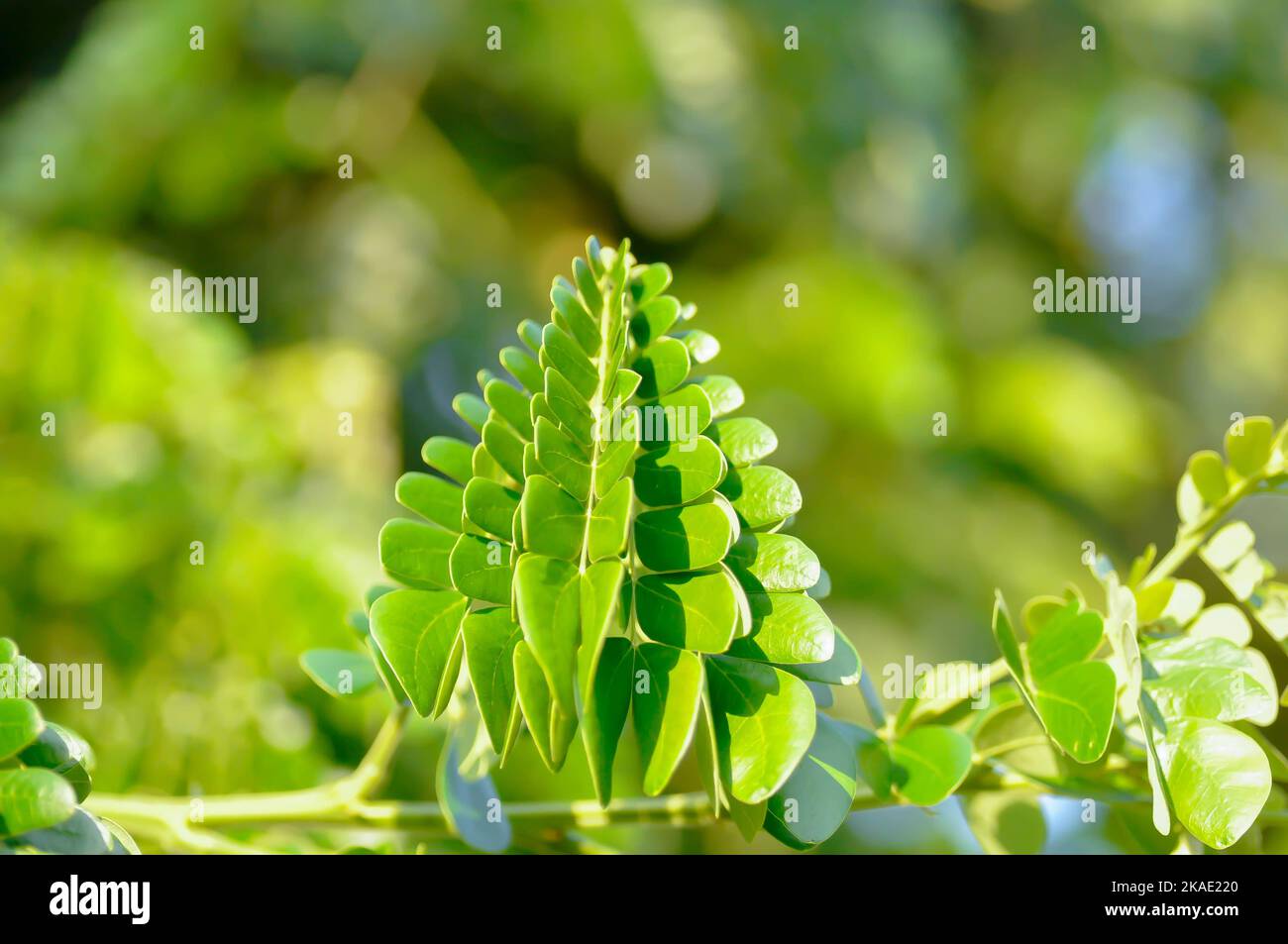 Rain tree or Samanea saman, LEGUMINOSAE MIMOSOIDEAE plant Stock Photo ...