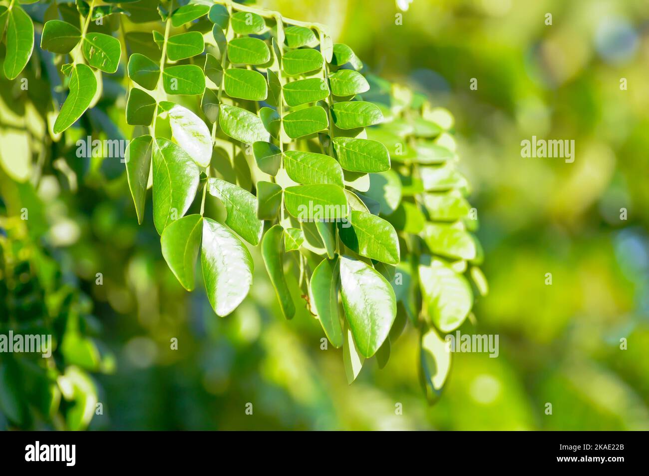 Rain tree or Samanea saman, LEGUMINOSAE MIMOSOIDEAE plant Stock Photo ...
