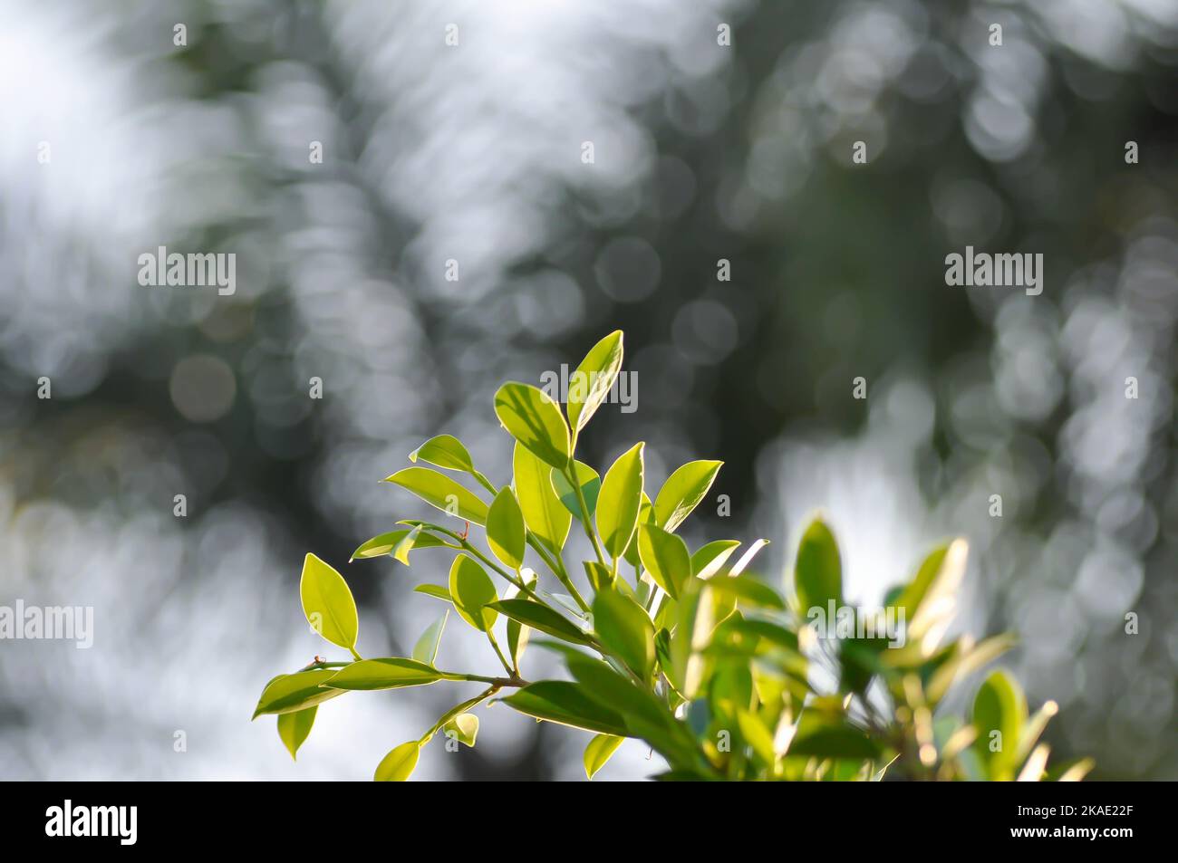 banyan tree or Ficus annulata or ficus bengalensis plant Stock Photo ...