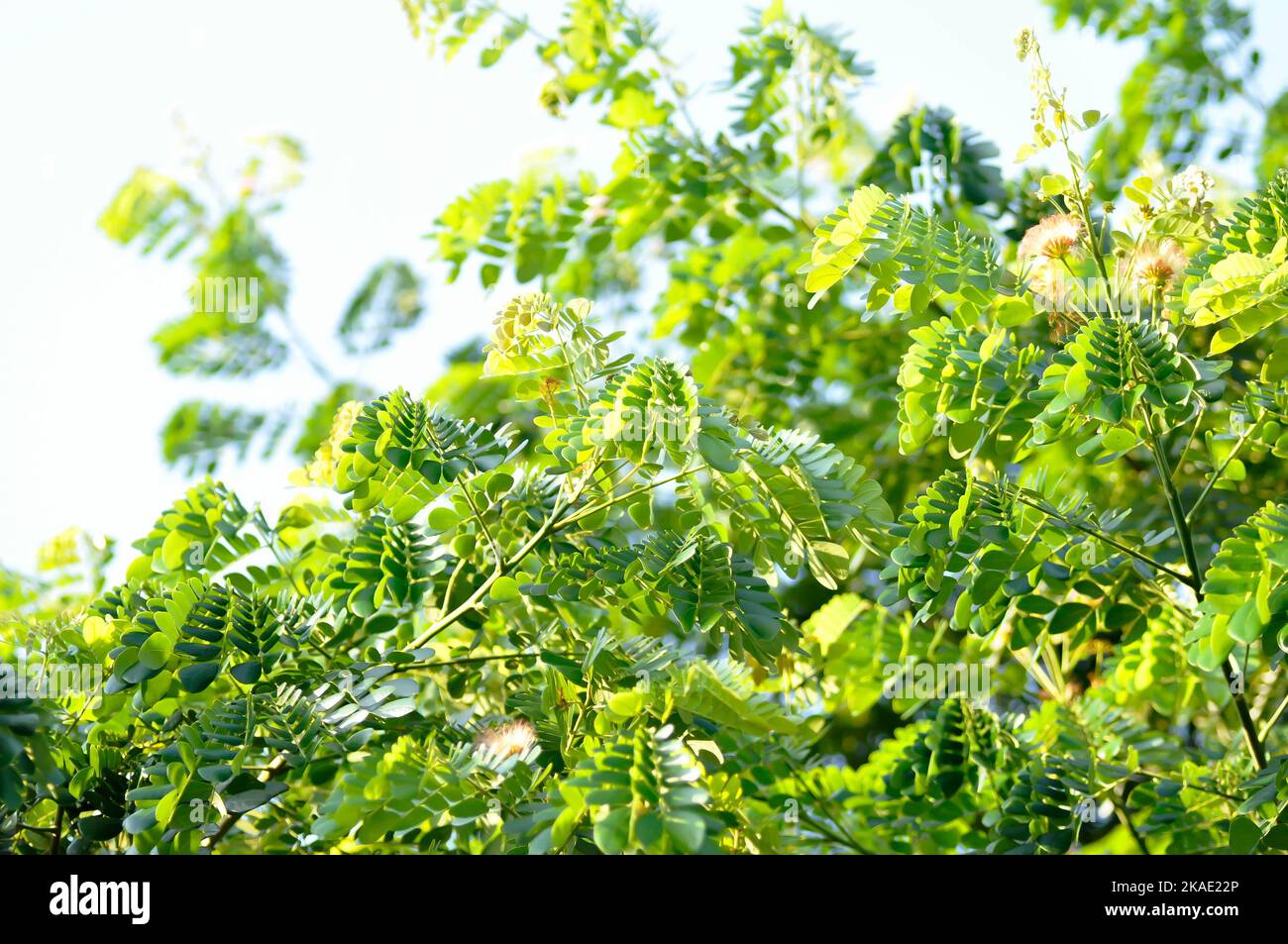 Rain tree or Samanea saman, LEGUMINOSAE MIMOSOIDEAE plant Stock Photo ...