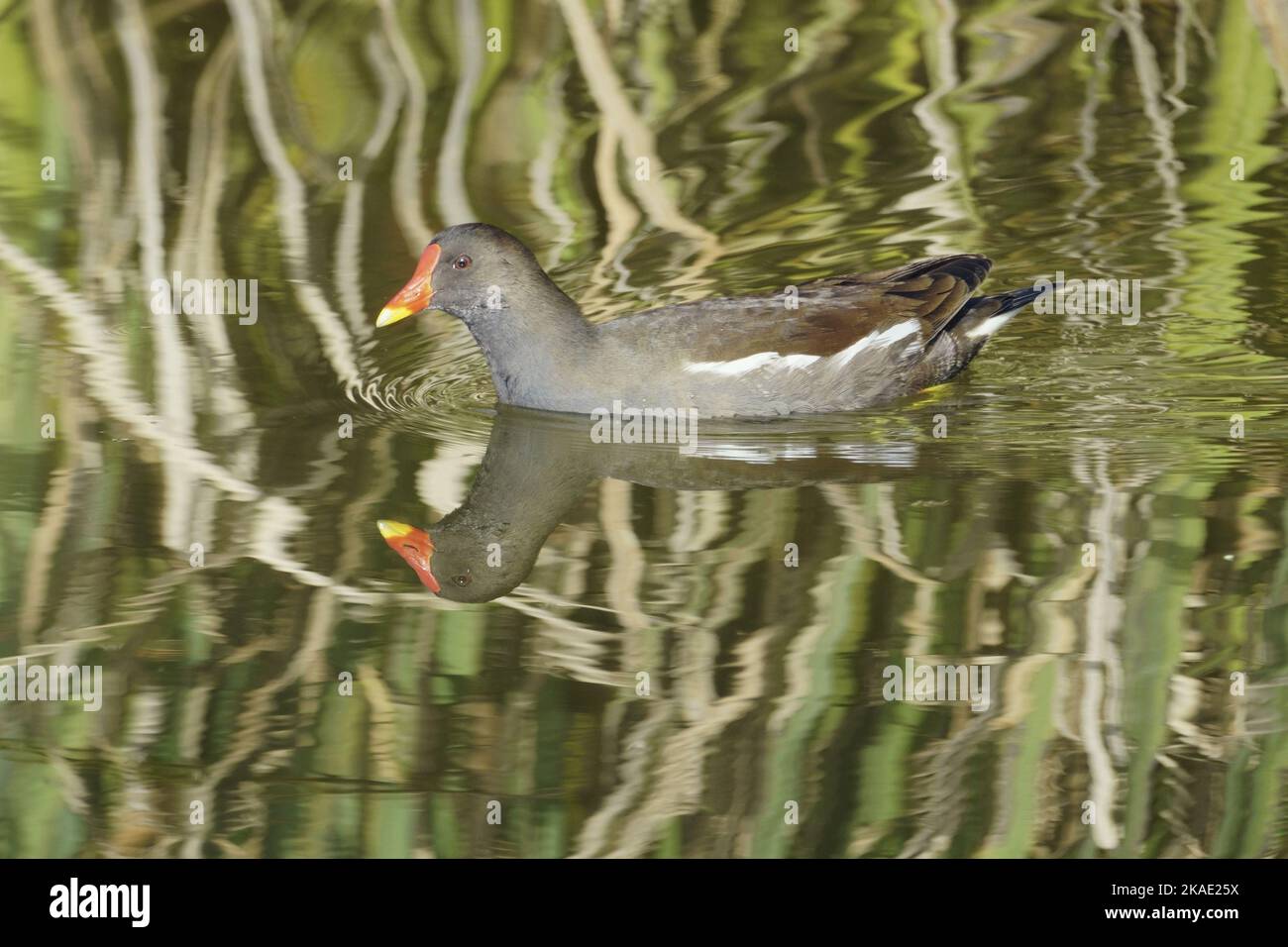 specimen of common moorhen while swims in a lake Stock Photo - Alamy