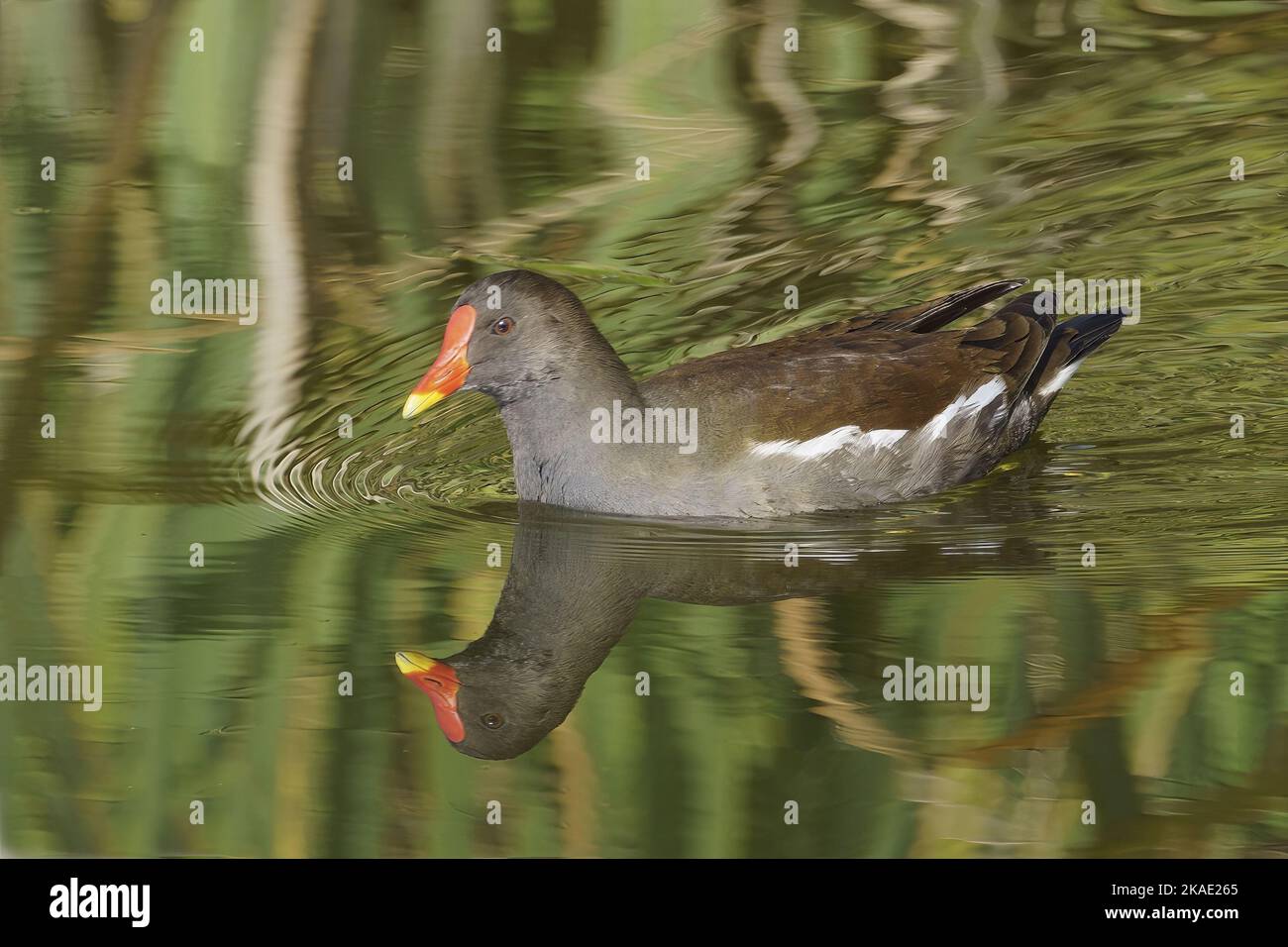 common moorhen swims in a tranquil small lake, specimen of waterhen ...