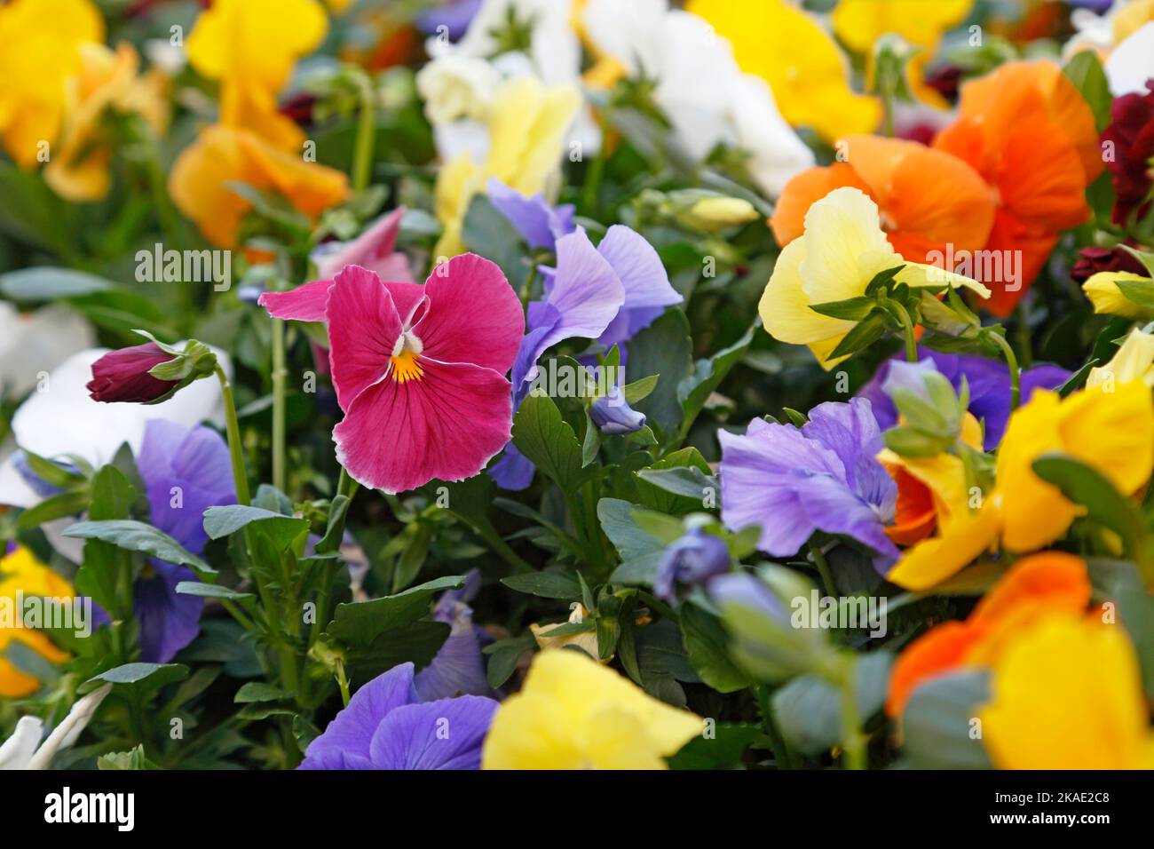 Colorful flowerbed with multi-colored Pansies Stock Photo - Alamy