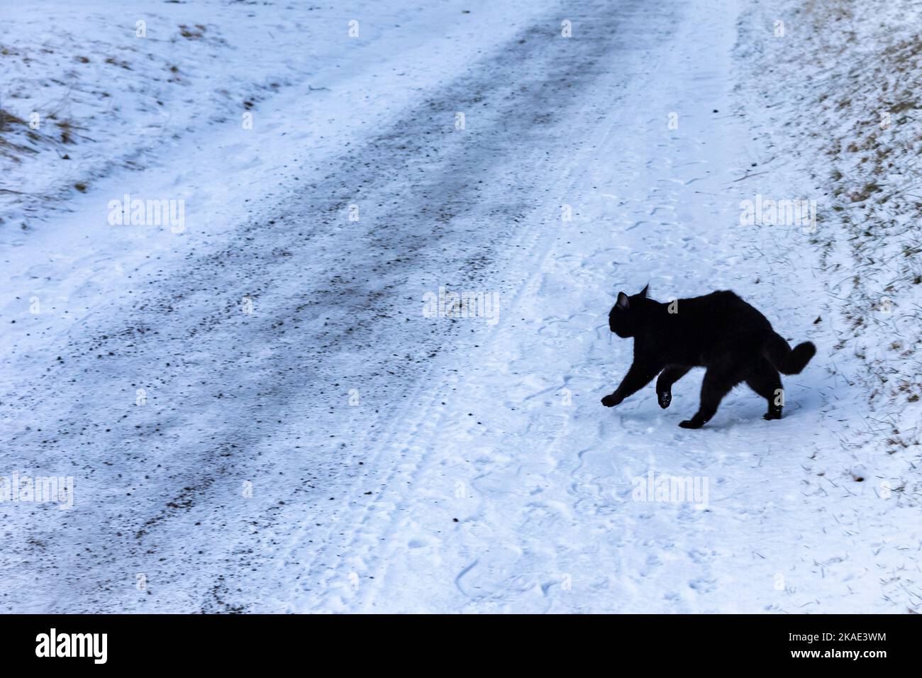 A black cat crossing a path as a superstition, good or bad omen. Winter ...