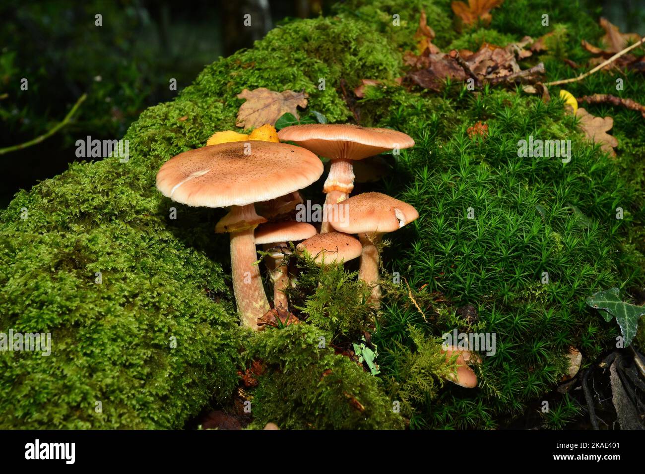 Foraging fungi hi-res stock photography and images - Alamy