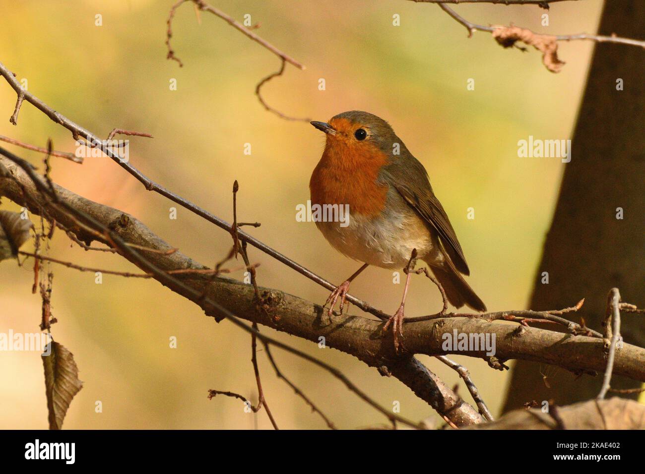 European Robin perched on a branch in the forest during autumn ...