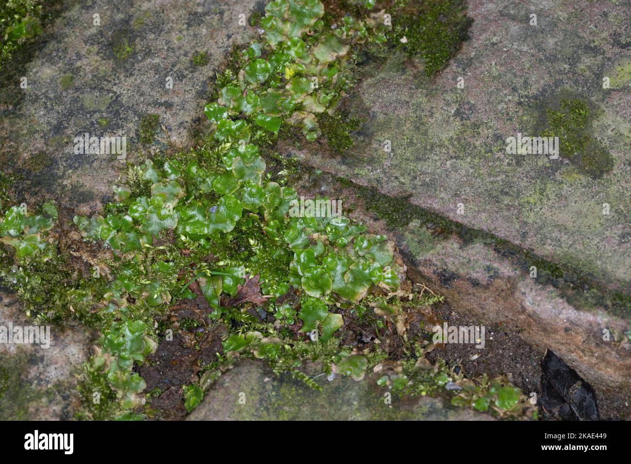 Mondbechermoos, Mondbecher-Moos, Mondbecher-Lebermoos, Lunularia ...