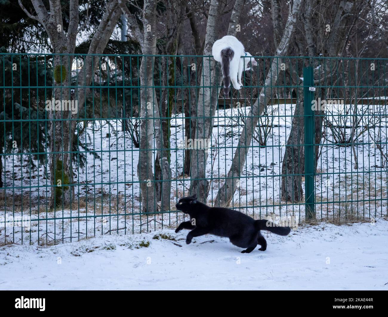 A black cat chasing a white cat climbing the fence. Snowy winter day ...