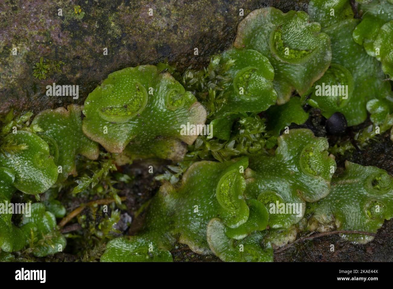 La lunulaire hi-res stock photography and images - Alamy