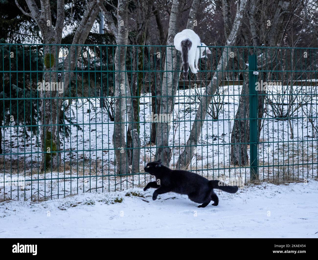A black cat chasing a white cat climbing the fence. Snowy winter day ...