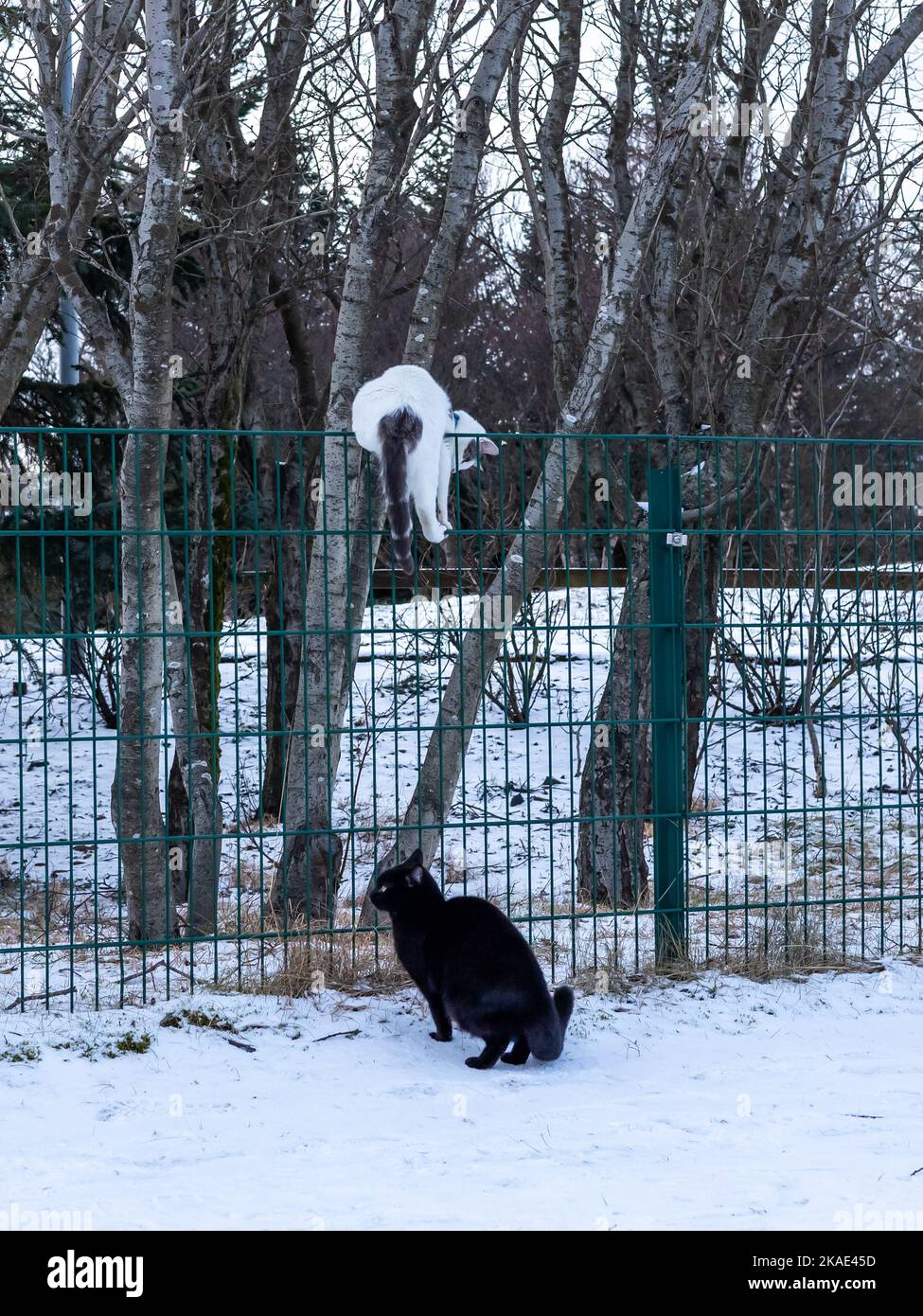 A black cat chasing a white cat climbing the fence. Snowy winter day ...