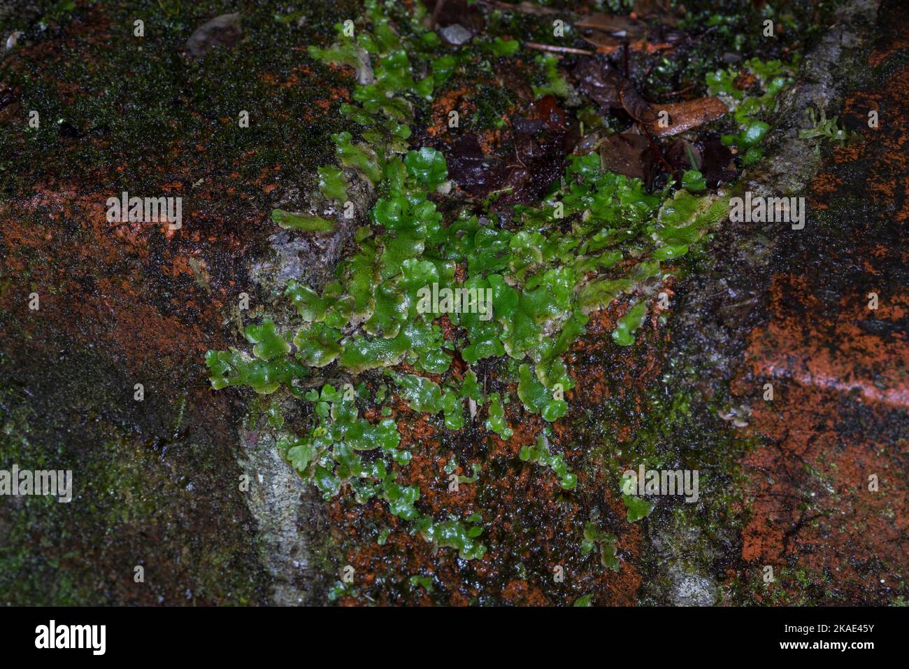 Species of liverwort hi-res stock photography and images - Alamy