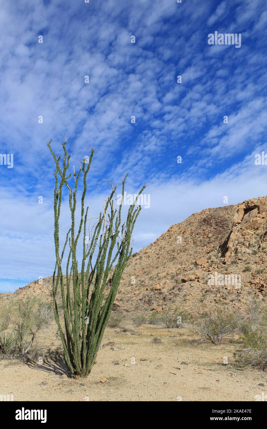 Lone Ocotillo Plant at Joshua Tree National Park in California Stock ...