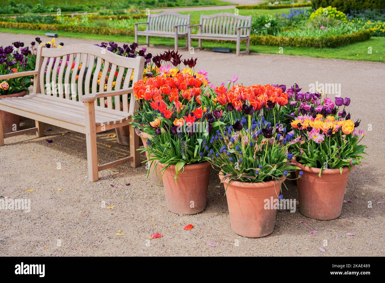 Colourful display of tulips tulipa in pots in full bloom Staffordshire ...