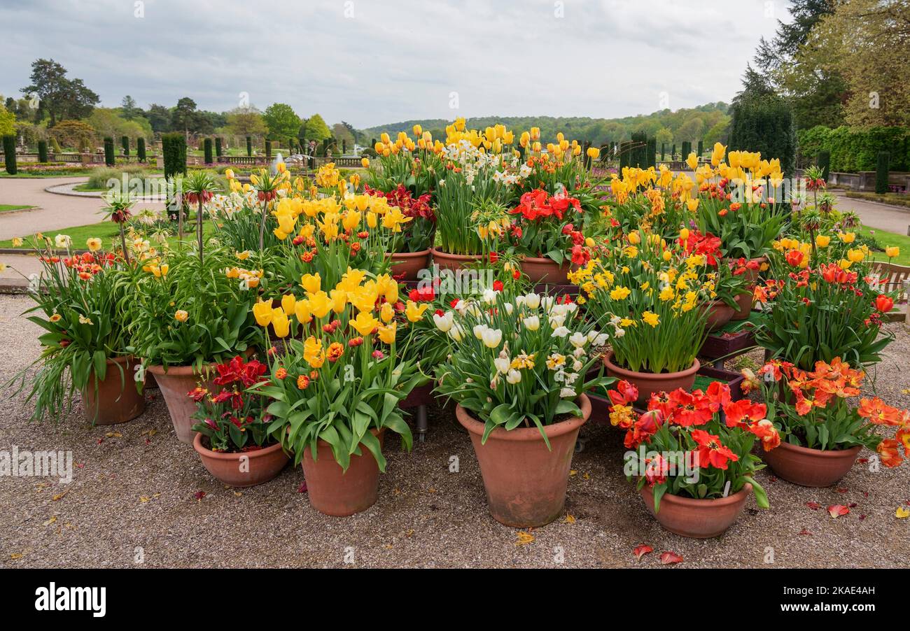 Colourful display of tulips tulipa in pots in full bloom Staffordshire ...