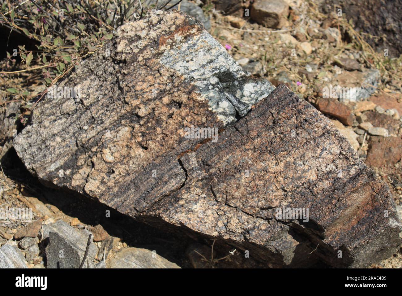 Pinto Gneiss at Joshua Tree National Park in California Stock Photo - Alamy