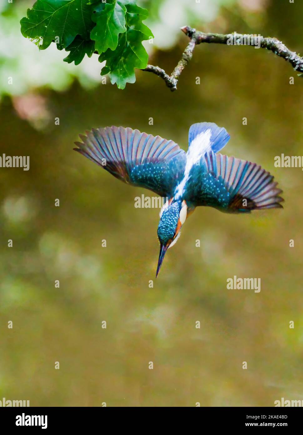 Kingfisher alcedo atthis in flight ready to dive for a fish England UK ...