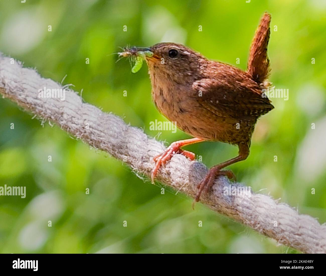British wren troglodytes with insects Staffordshire England UK Stock ...