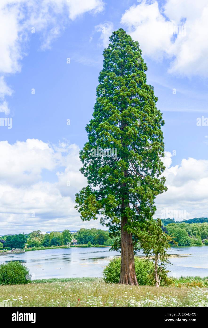 Tall redwood tree in Staffordshire parkland England UK Stock Photo - Alamy