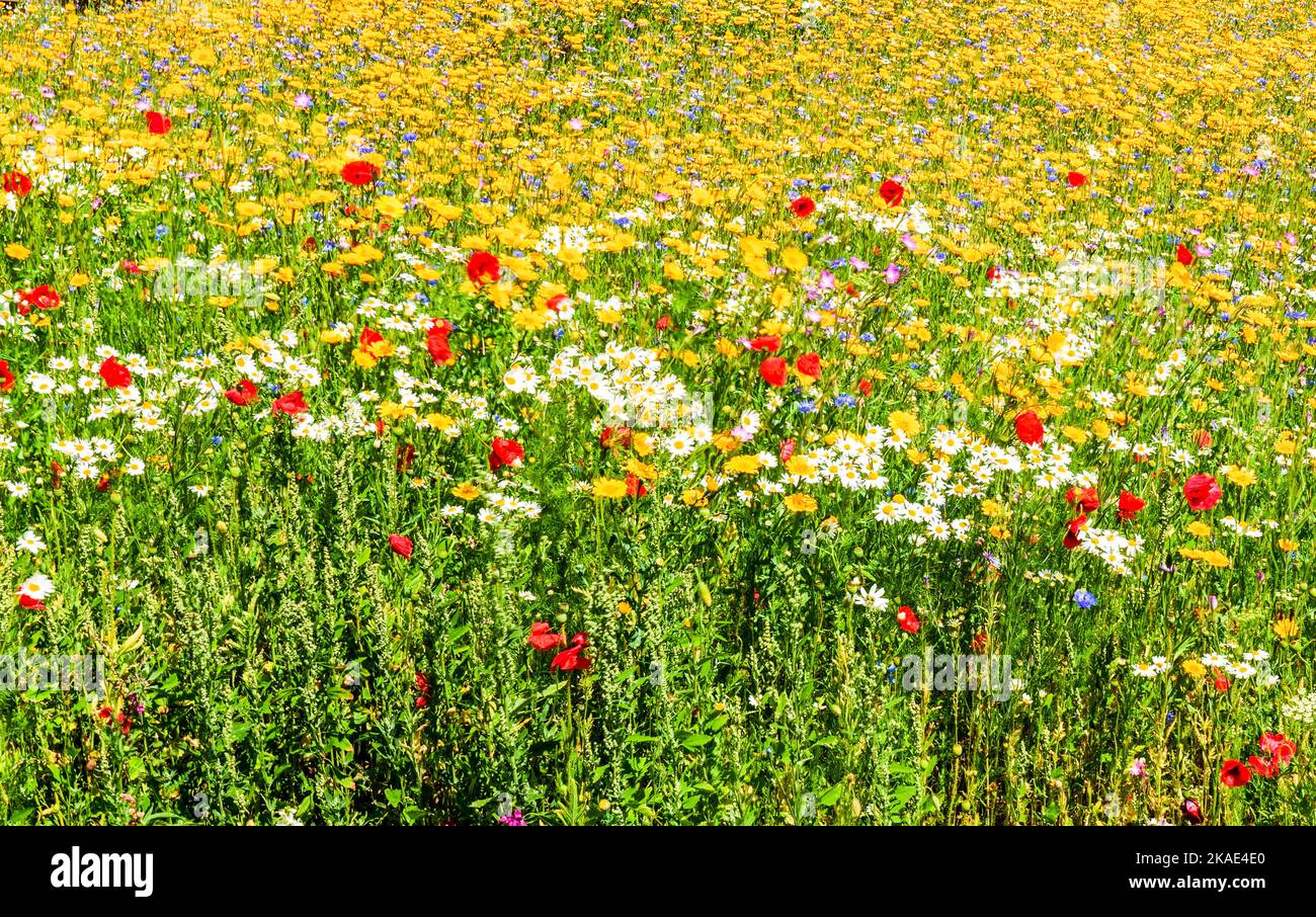 Wild flowers in full bloom growing in a field at Trentham Gardens ...