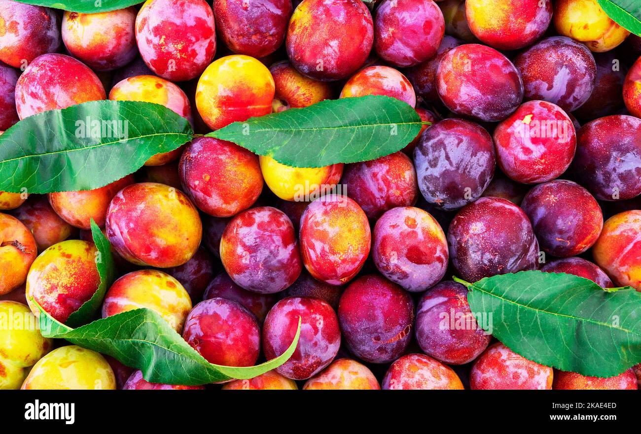 Red and yellow ripe plums in boxes on the counter for sale.Healthy ...