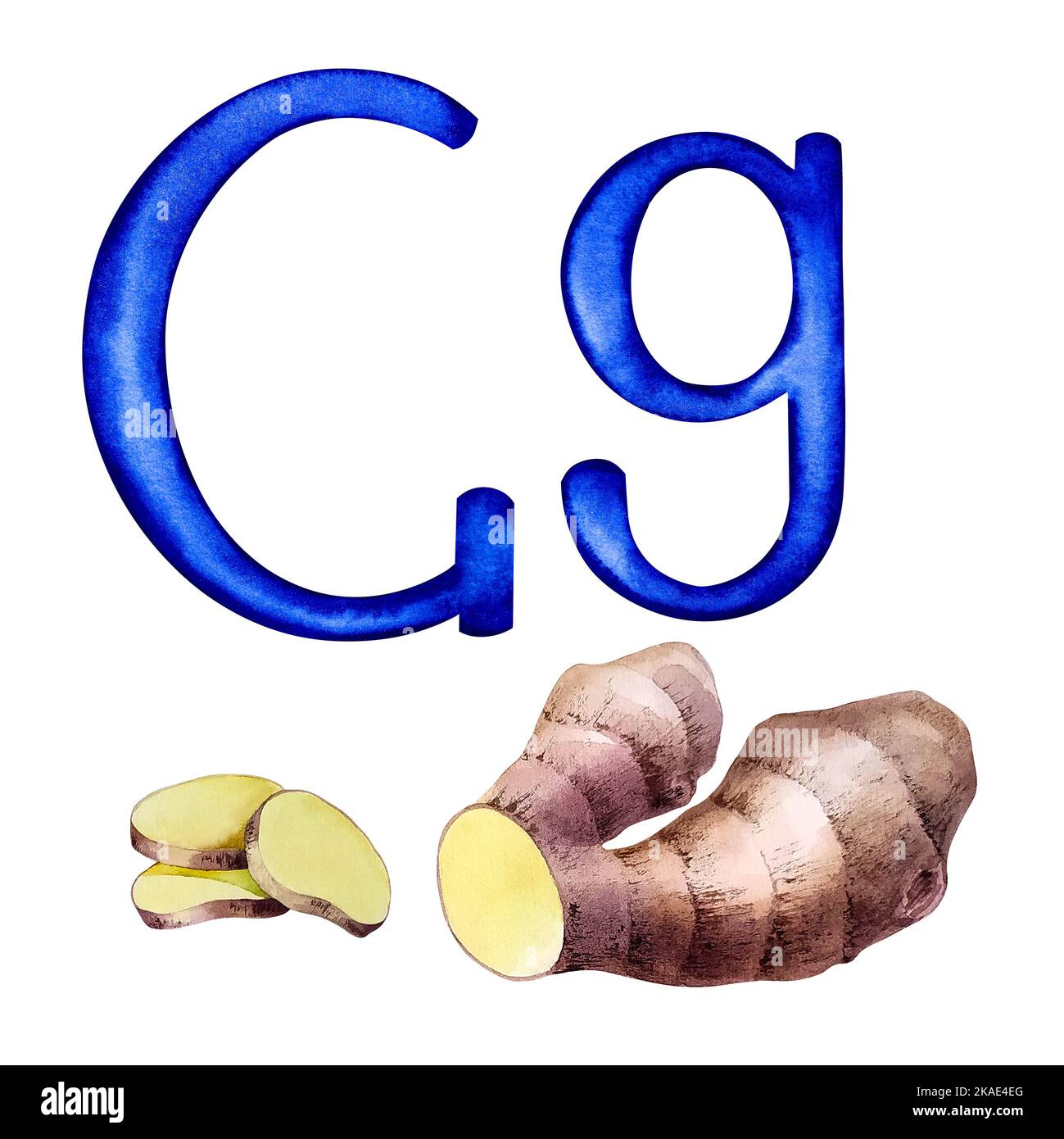 The letter G is uppercase and lowercase with a picture of ginger ...