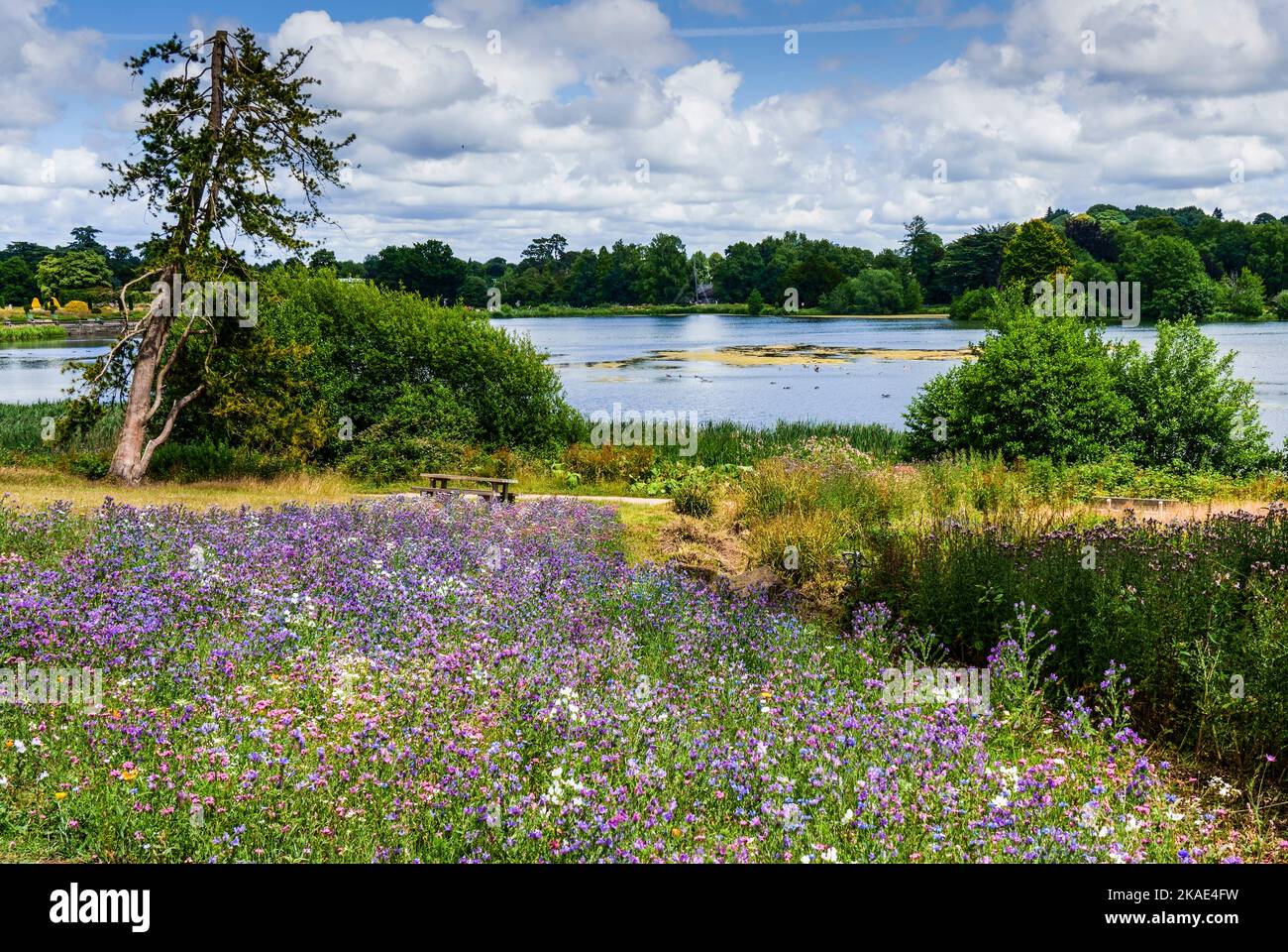 Wild flowers in full bloom growing in a field overlooking a lake at ...