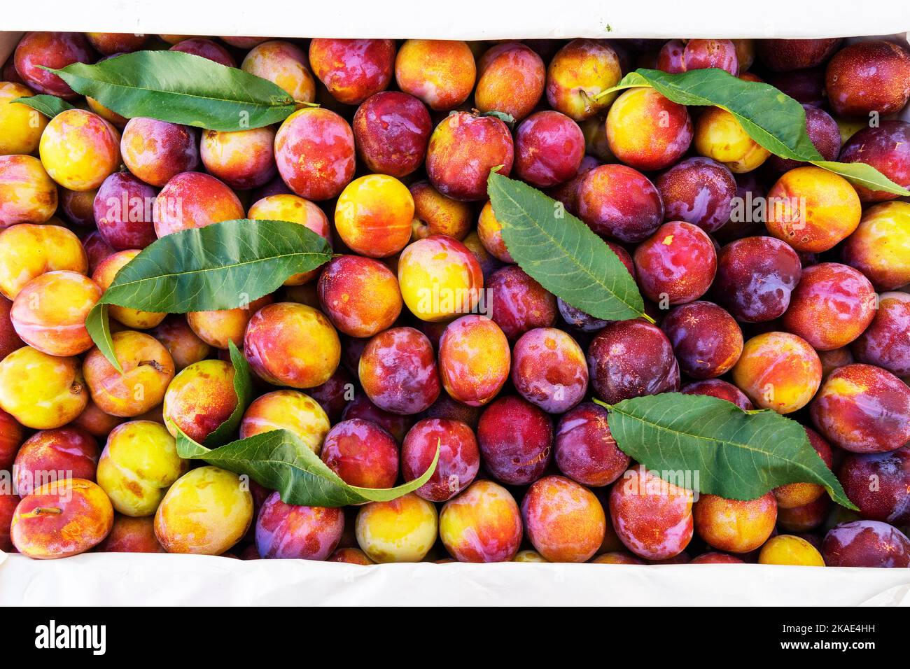 Red and yellow ripe plums in boxes on the counter for sale.Healthy ...