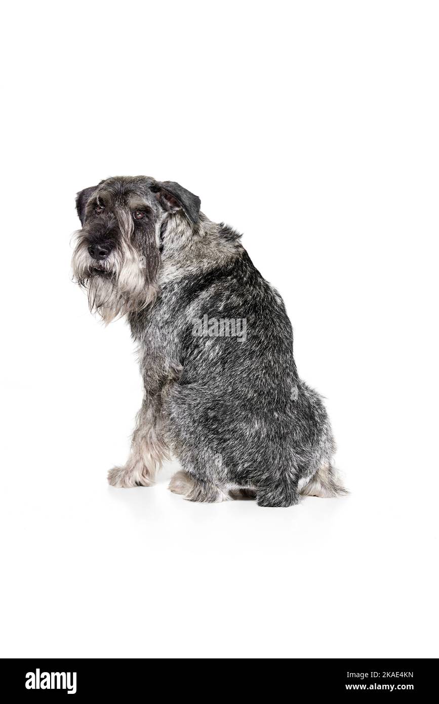 Back view of Schnauzer dog sitting isolated over white background ...
