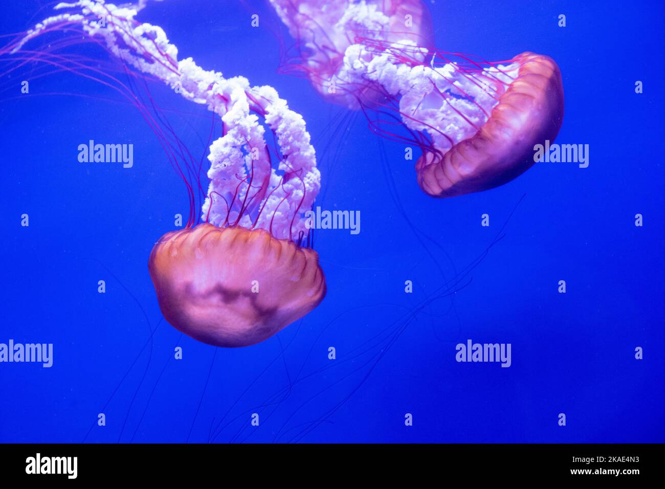 Sea nettle jellyfish with blue background Stock Photo - Alamy