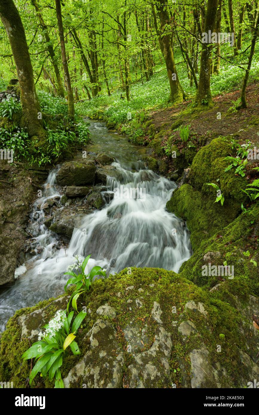 The stream in Long Wood entering a swallow hole, part of the Cheddar ...