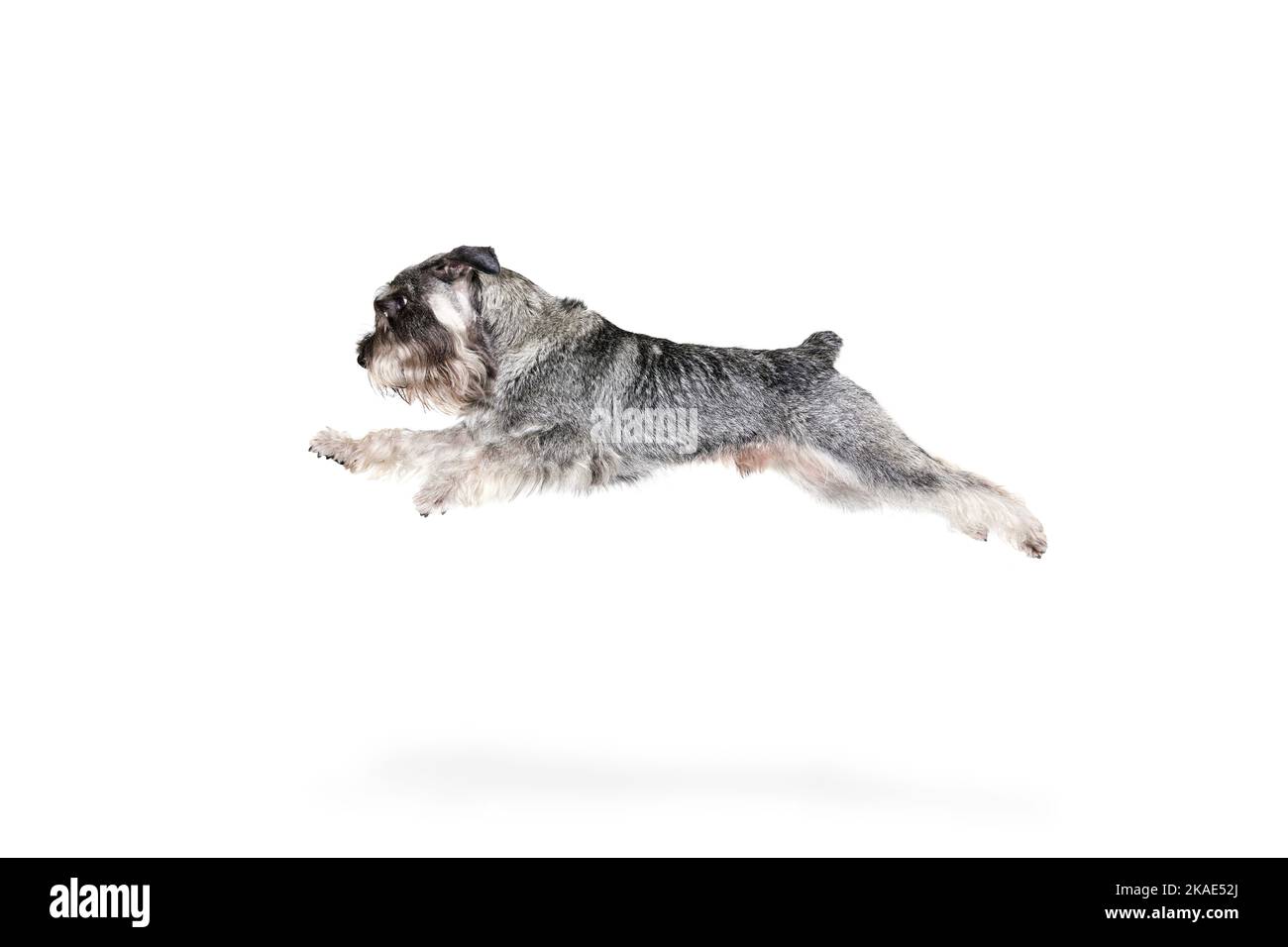 Portrait of adult Schnauzer dog flying isolated over white background ...
