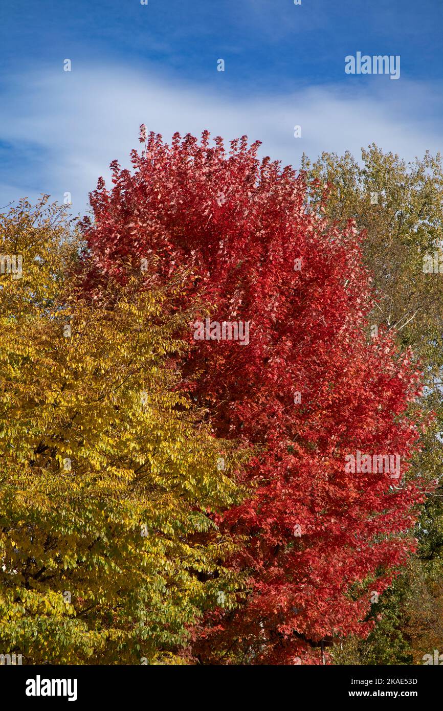 Autumn trees against a blue sky, Stowe, Vermont, USA Stock Photo - Alamy