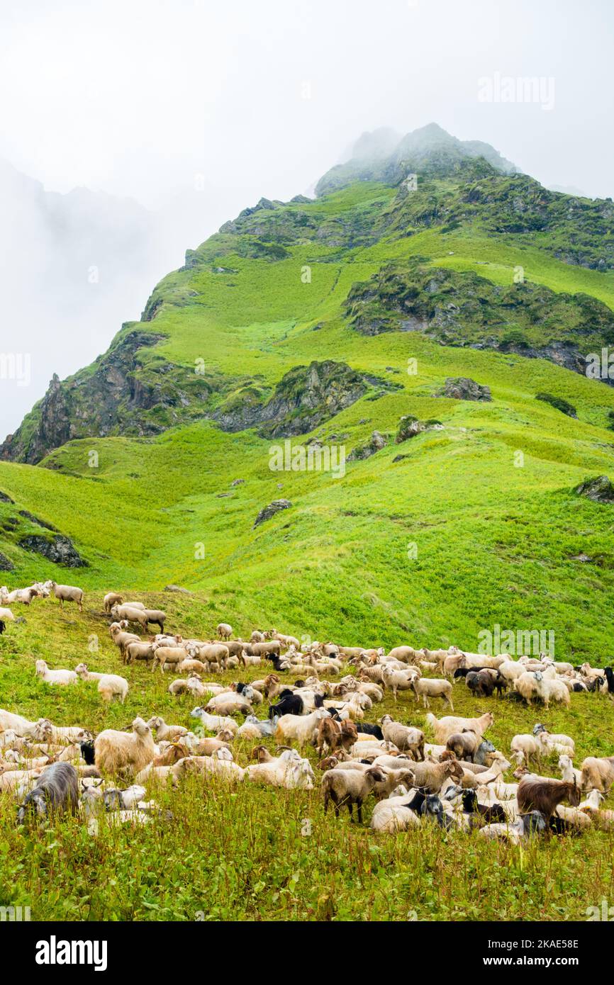 Herd of Mountain Sheep and Lamb at Shrikhand mahadev Yatra trail ...