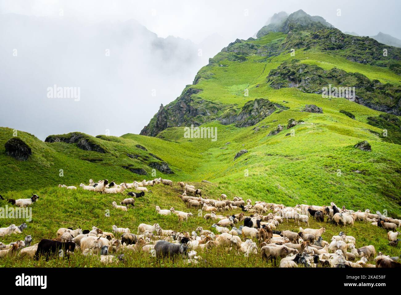 Herd of Mountain Sheep and Lamb at Shrikhand mahadev Yatra trail ...