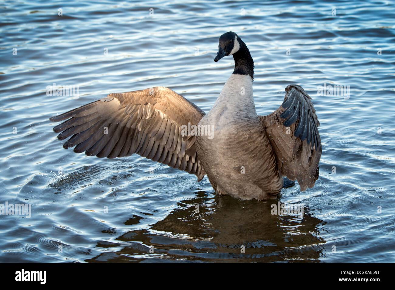 Sunlight catches the wing of a Canada goose Stock Photo - Alamy