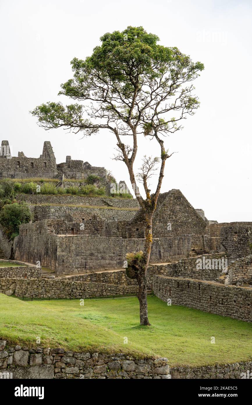 The morning scenery of Machu Picchu with the high tree view, Peru ...