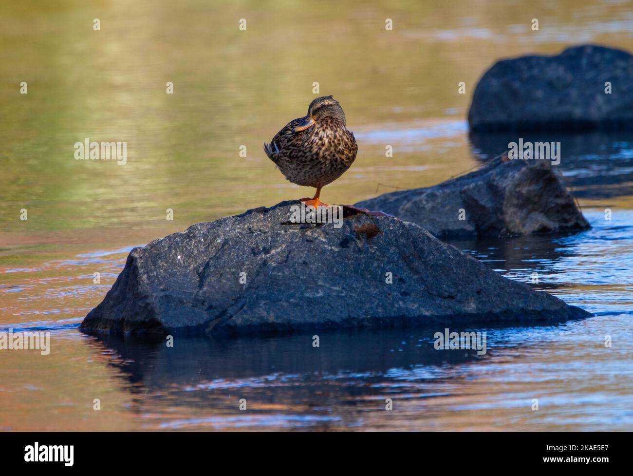 A female Mallard duck rests on a rock in a stream reflecting changing ...