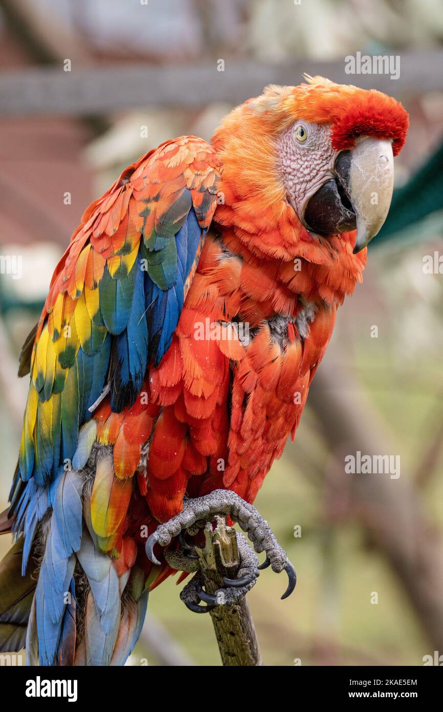 Parrot on stick hi-res stock photography and images - Alamy