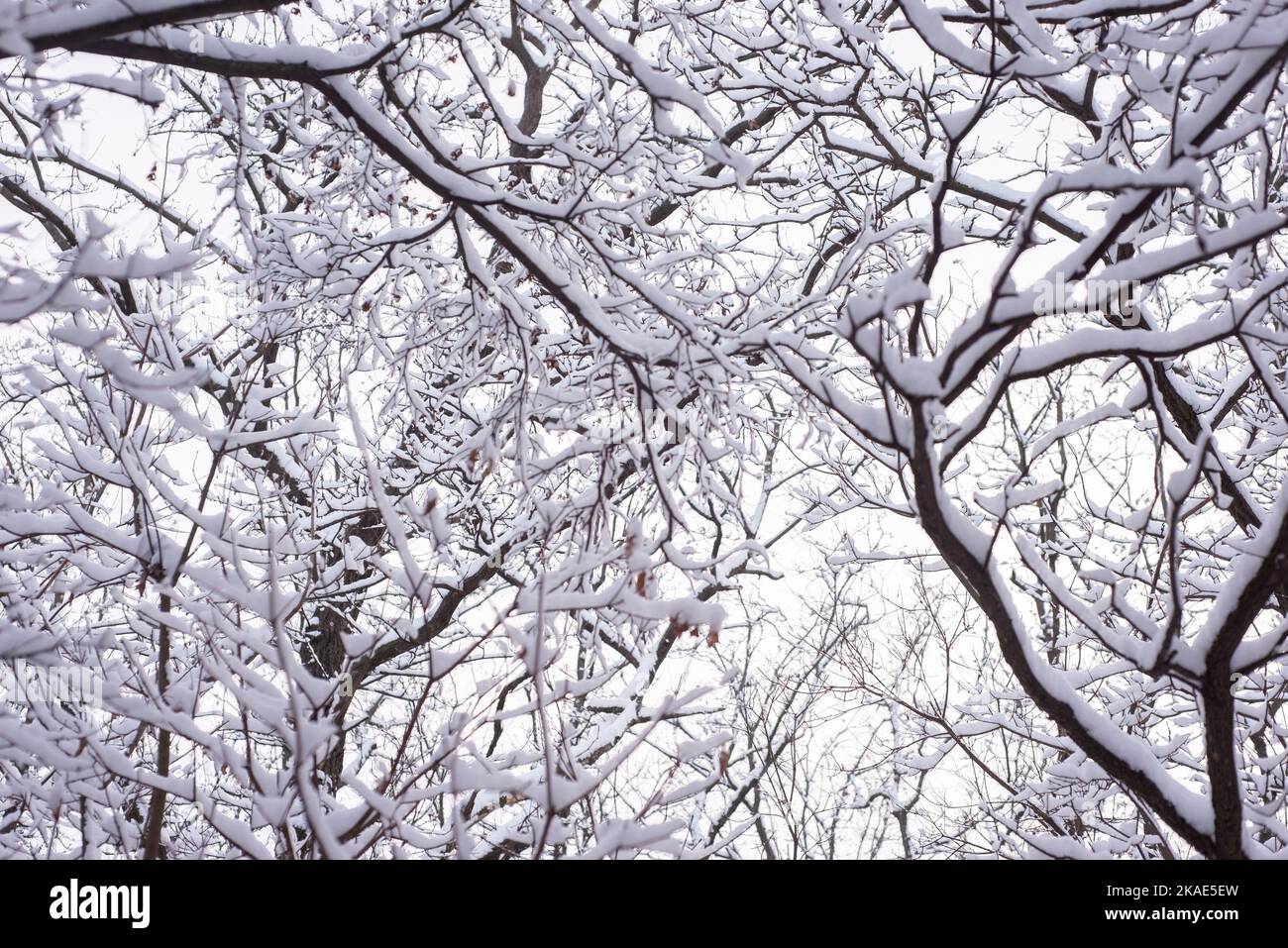 snowy winter forest with oak tree pillars Stock Photo - Alamy