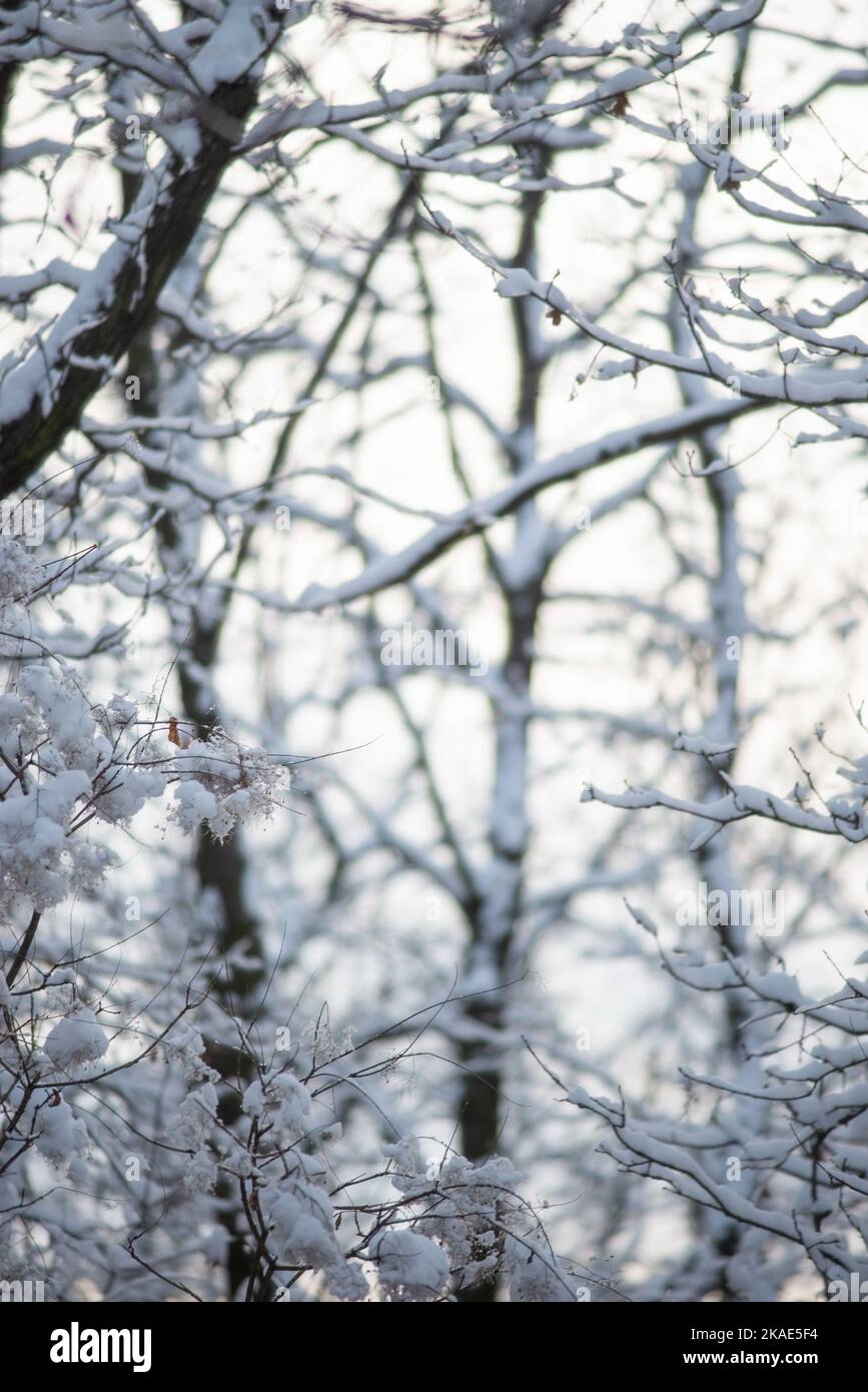 February sunrise oak tree hi-res stock photography and images - Alamy