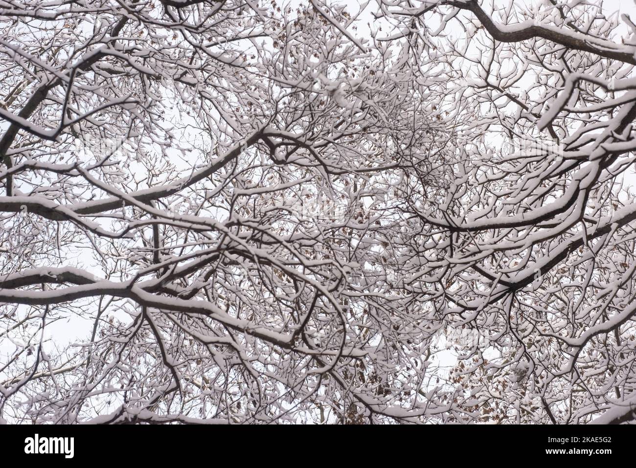 snowy winter forest with oak tree pillars Stock Photo - Alamy