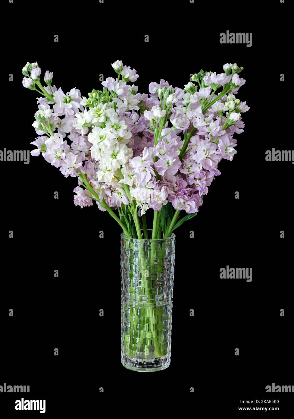 A beautiful shot of light purple violets in a glass vase against the ...