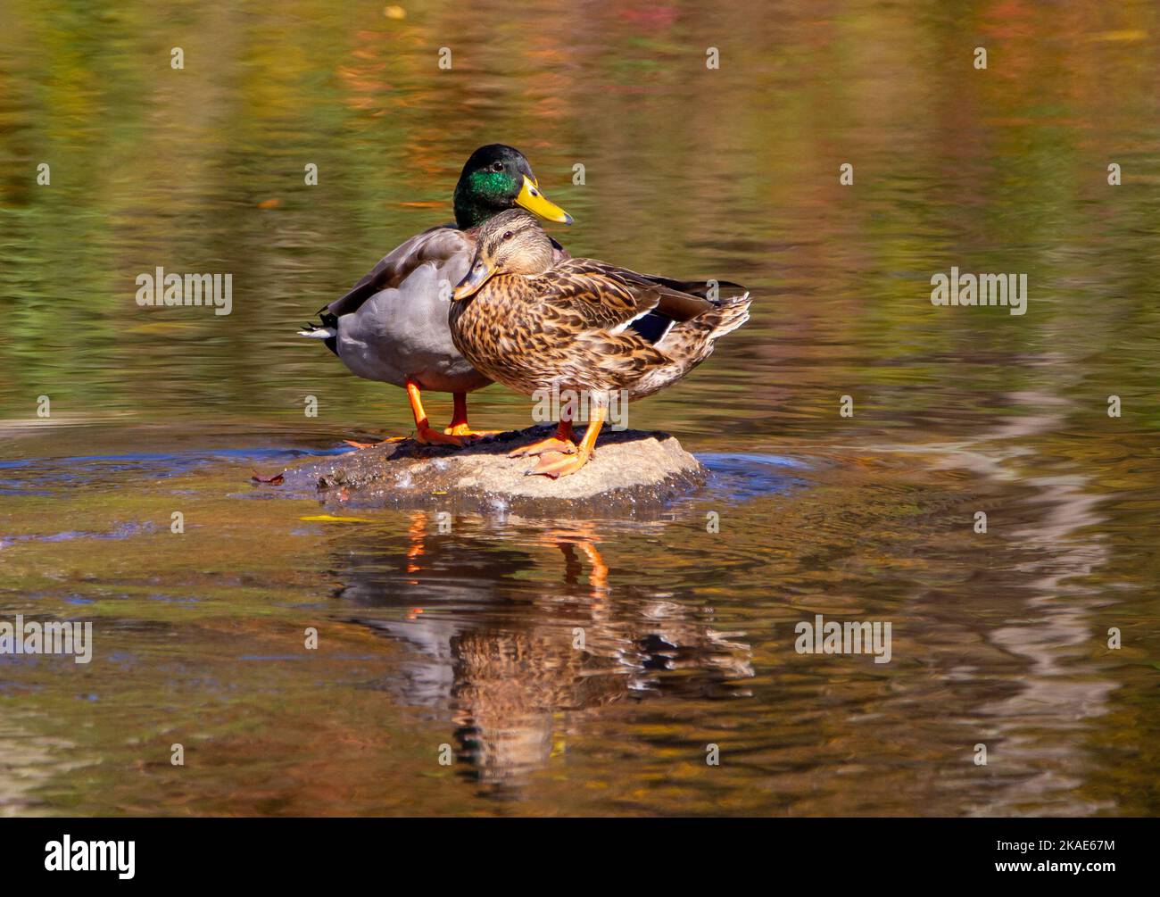 Cuddle creek hi-res stock photography and images - Alamy