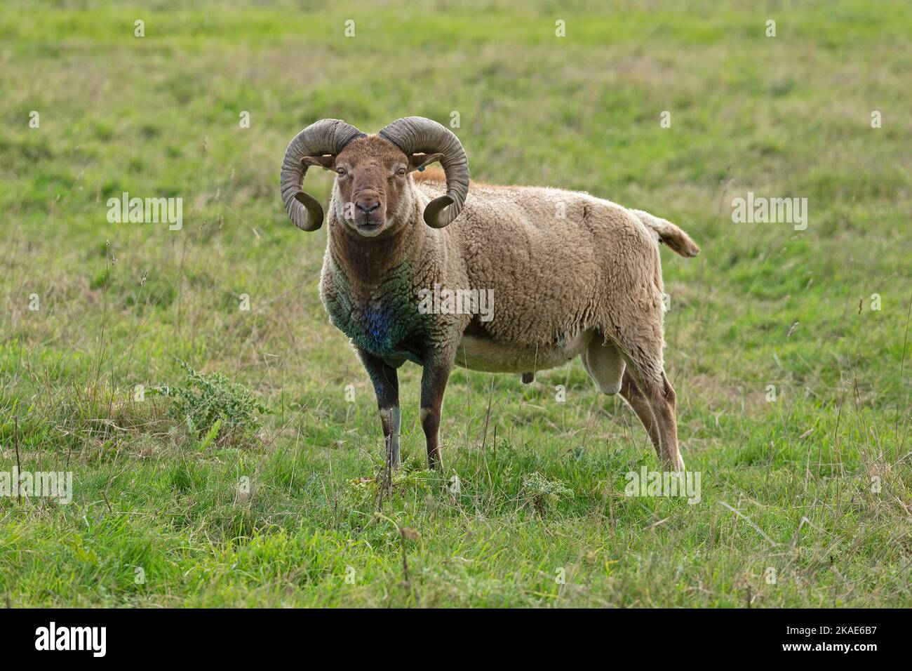 Ram, Jacob´s Sheep, South Downs Way near Truleigh Hill, Shoreham by Sea ...