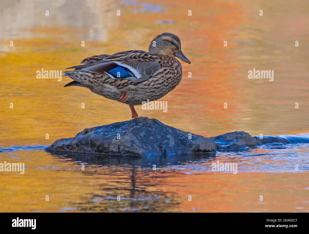 Mallard on leaves hi-res stock photography and images - Alamy