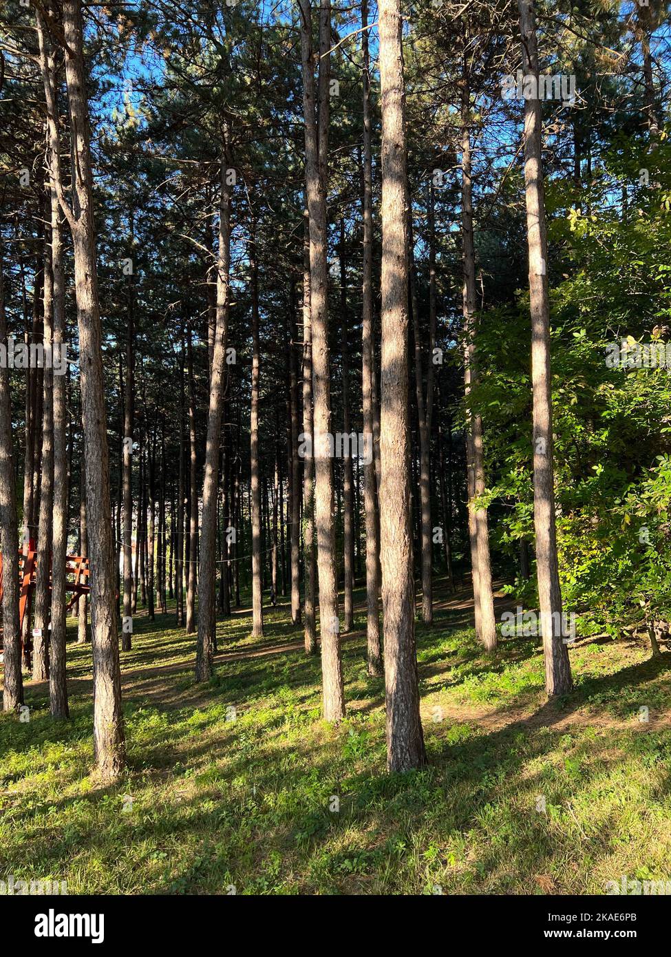 The high woods under the sunlight in the forest, vertical Stock Photo ...
