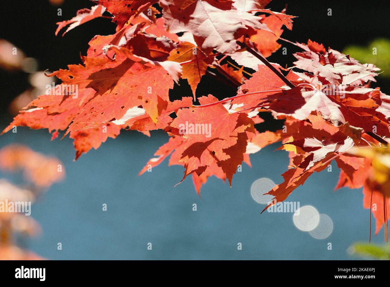A vertical shot of red maple leaves in a garden Stock Photo - Alamy