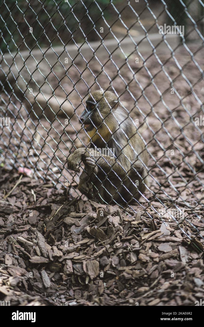 A vertical shot of a cute monkey behind the net fence in the zoo Stock ...